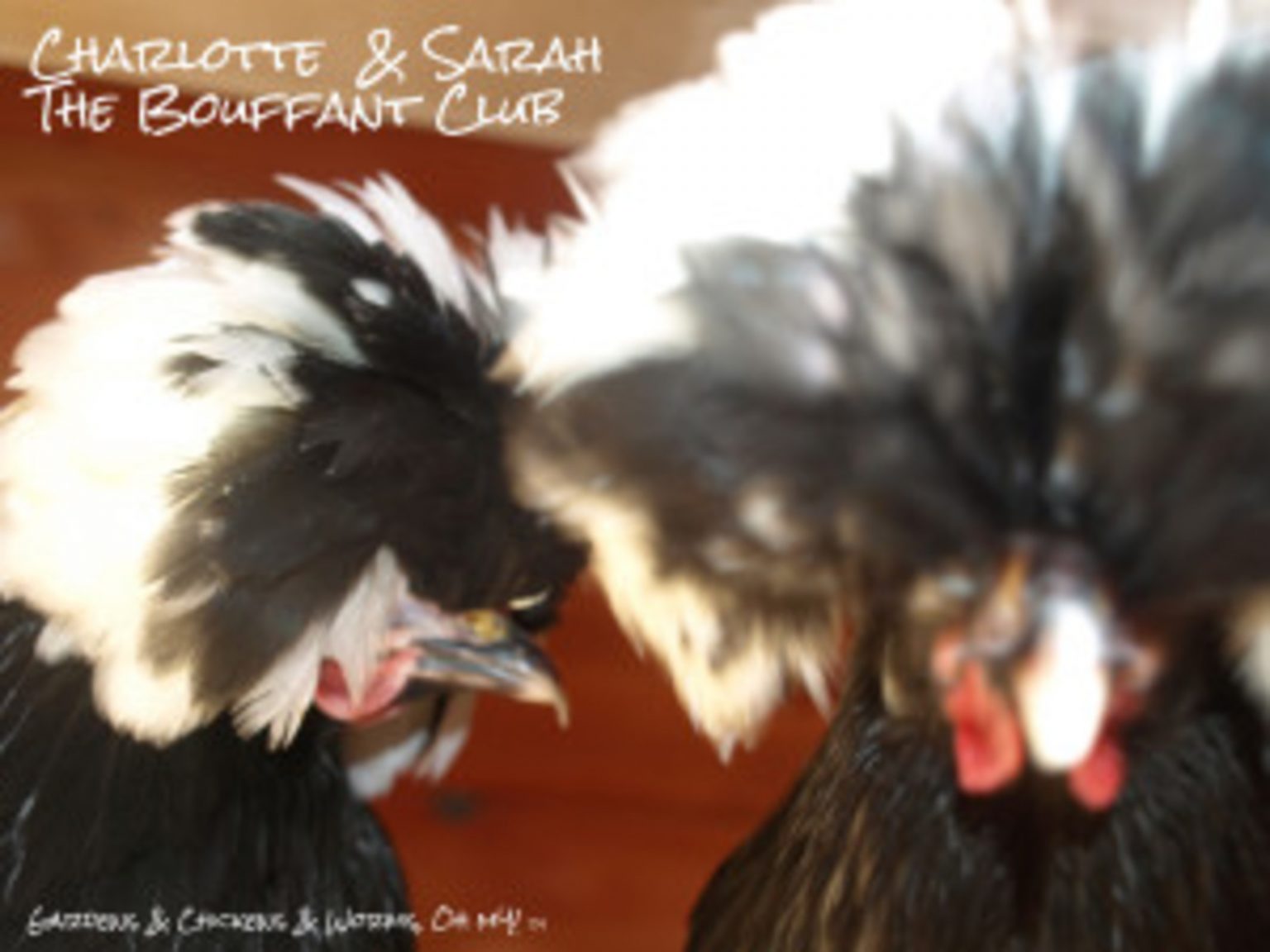 Regular Size and Bantams: To Mix or Not to Mix? - Backyard Poultry